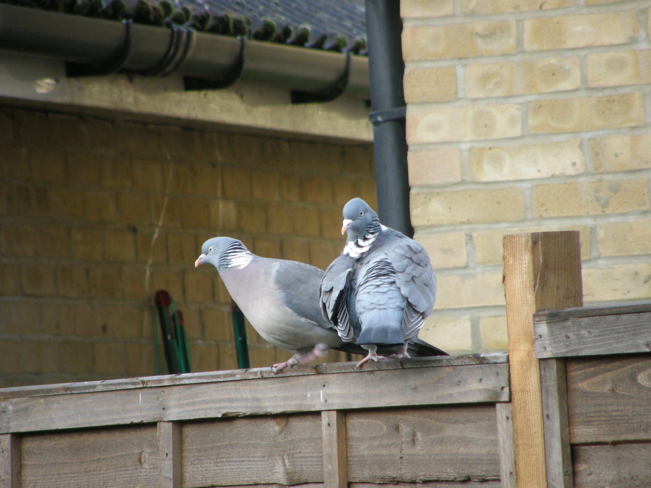 Peter and Patricia Pigeon set up house together – Science-Education ...
