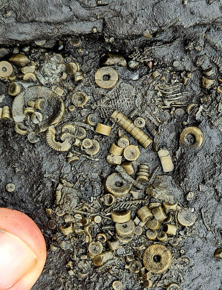 spilled watchmakers toolbox – fossils – Science-Education-Research