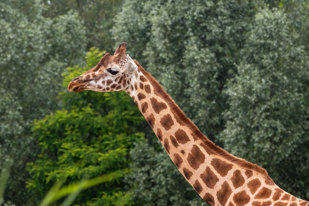atomic size is like the spots on a giraffe’s neck – Science-Education ...